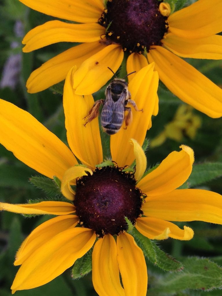 Common Eastern Bumblebee on Black Eyed Susan - Friends of Lakeshore ...