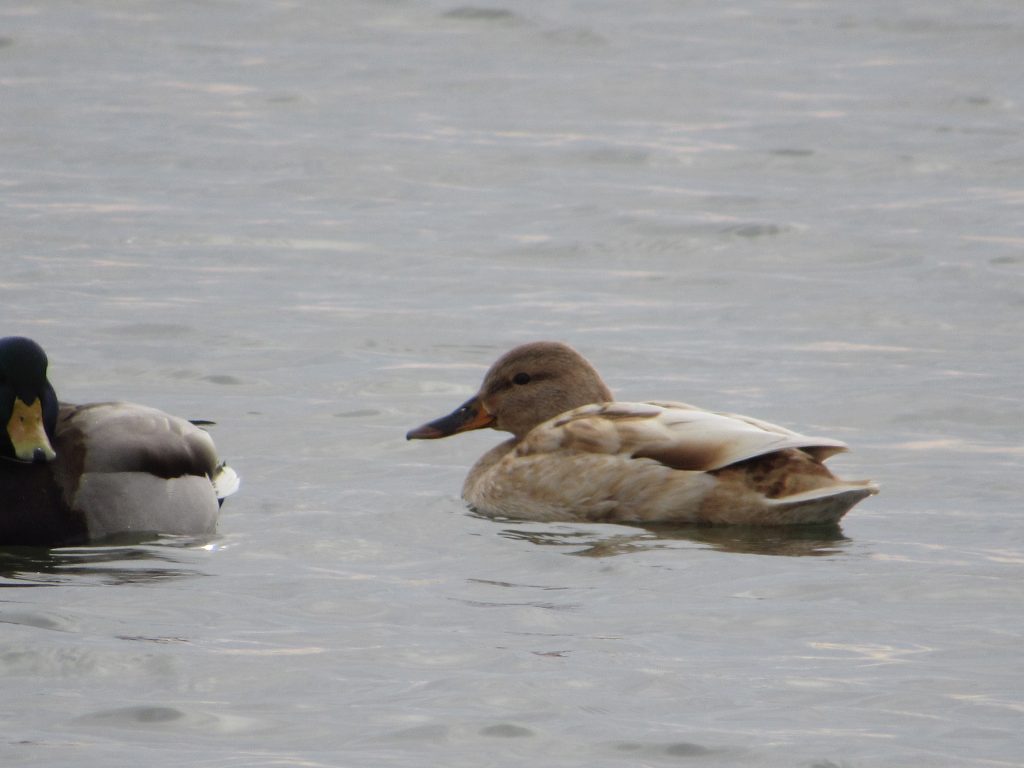 Male and Leucistic Female Mallard - Friends of Lakeshore State Park
